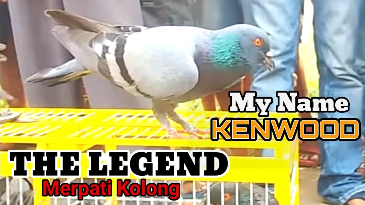 Aksi terbaik Merpati Kenwood sebelum pergi ke surga || lapak legok ...