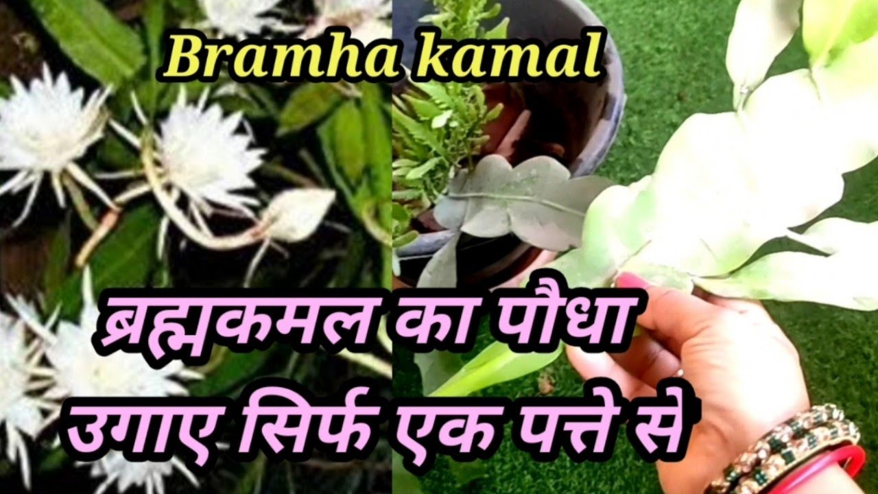 ब्रह्मकमल का पौधा उगाऐ सिर्फ एक पत्ते से || How to grow brahm kamal ...