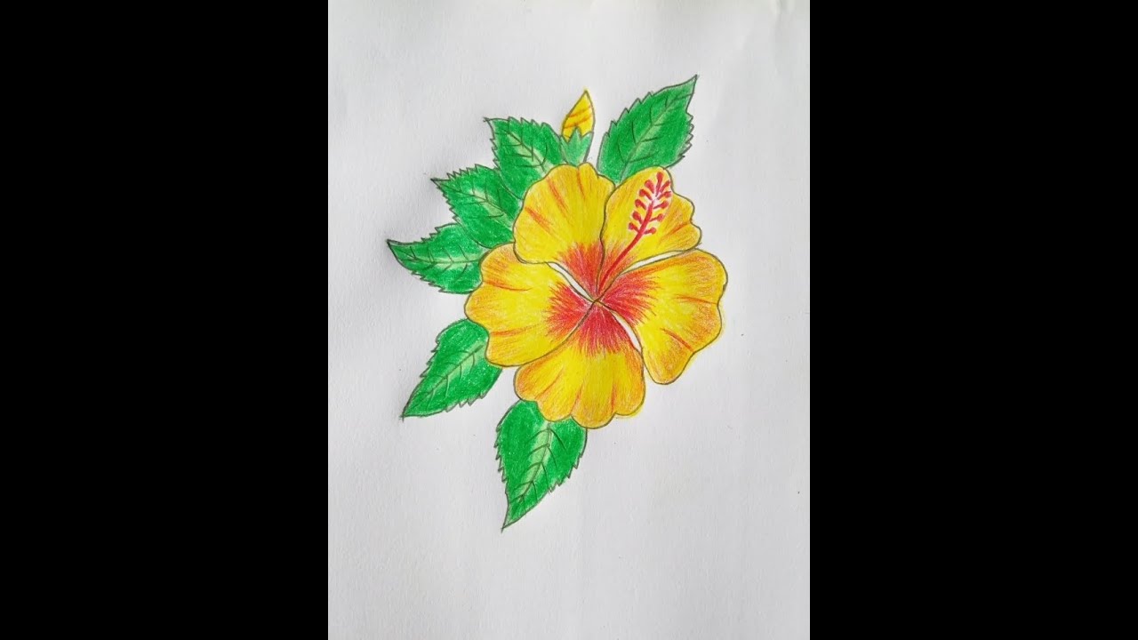 Joba ful Drawing. How to draw Hibiscus. জবা ফুল আঁকা। Drawing a Joba ...