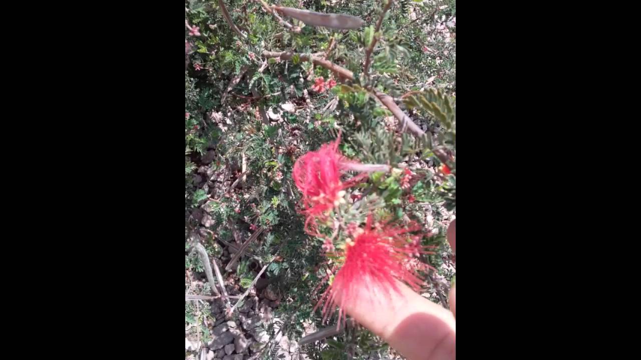 La calandria planta rara - YouTube