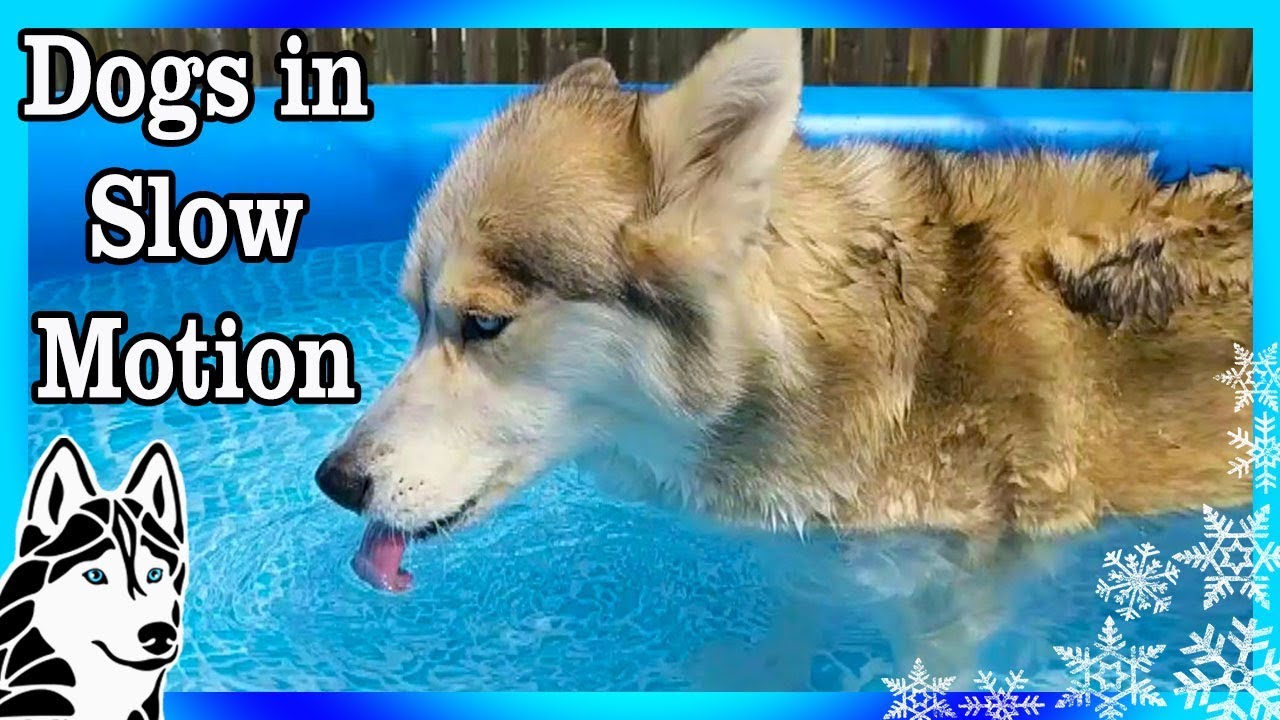 DOGS IN SLOW MOTION | HUSKY IN SLOW MOTION - YouTube