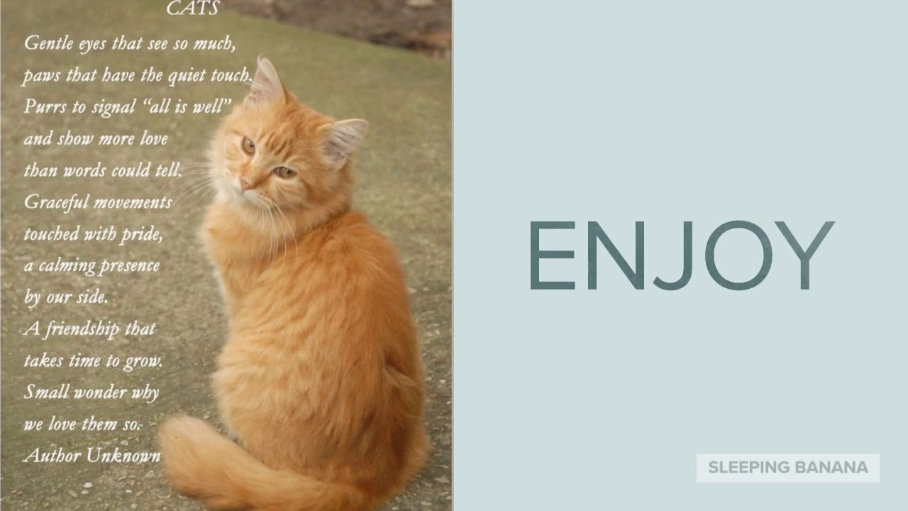 😸Cat poems 😸 - YouTube