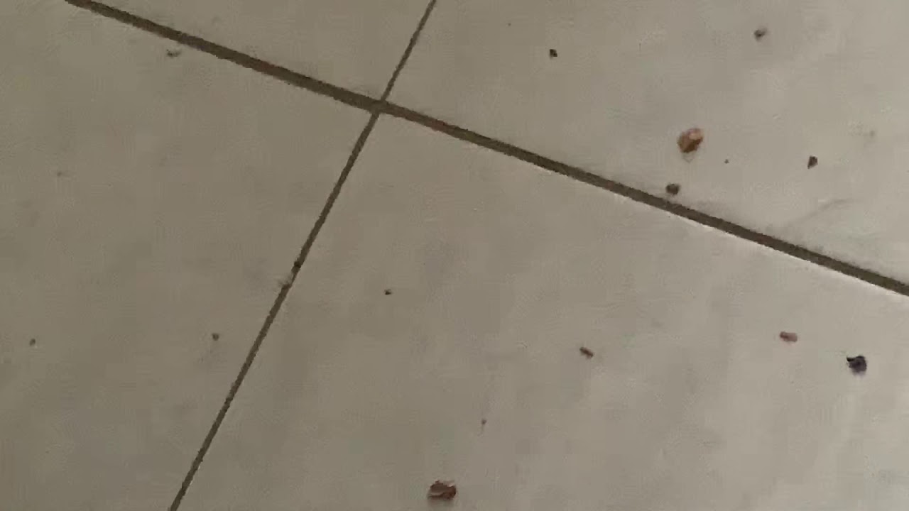 Disgusting stuff do you think it’s poo? - YouTube