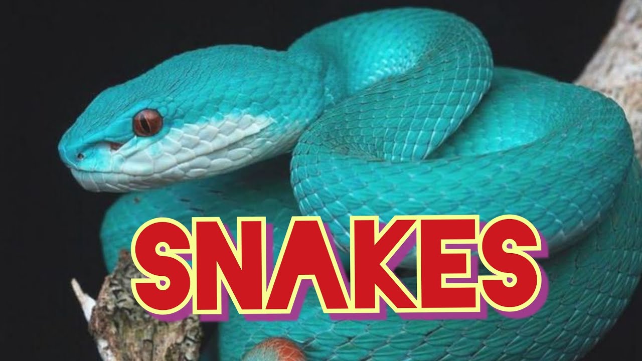 snake documentary : animal world - YouTube
