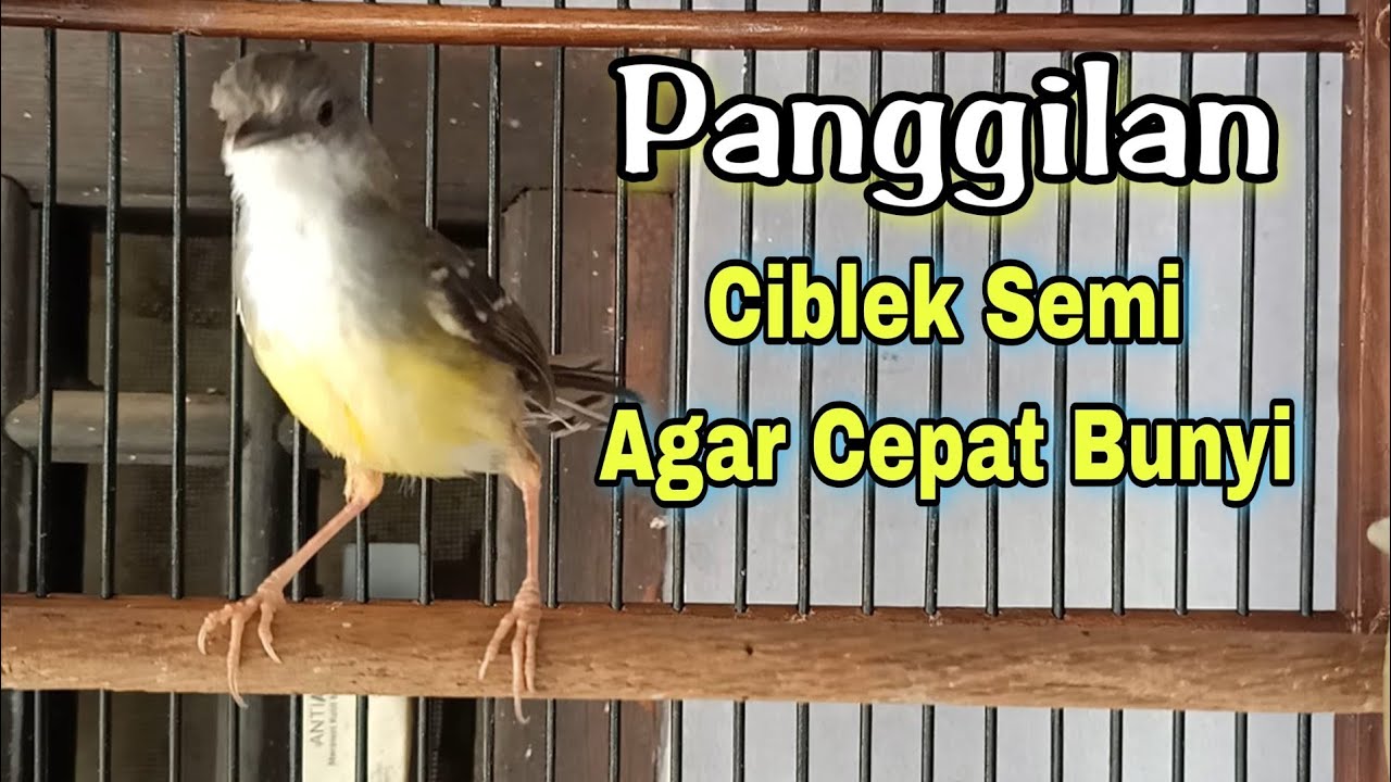 ciblek semi gacor, panggilan AMPUH agar ciblek semi cepat bunyi - YouTube