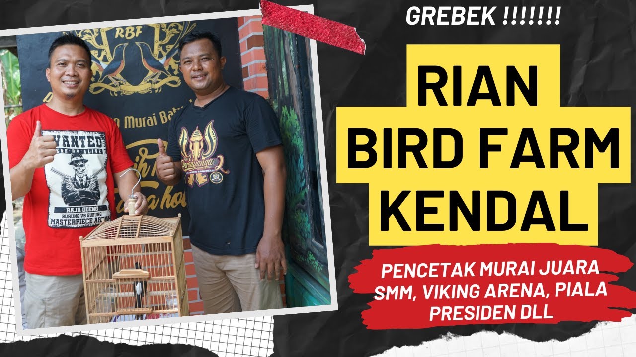 RIAN BIRD FARM KENDAL : MENCETAK MURAI BATU JUARA - YouTube