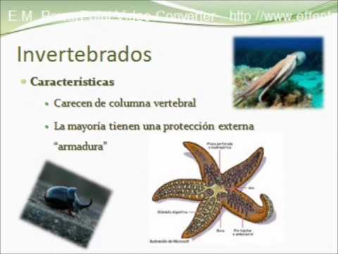 VIDEO TIPOS DE ANIMALES!! - YouTube