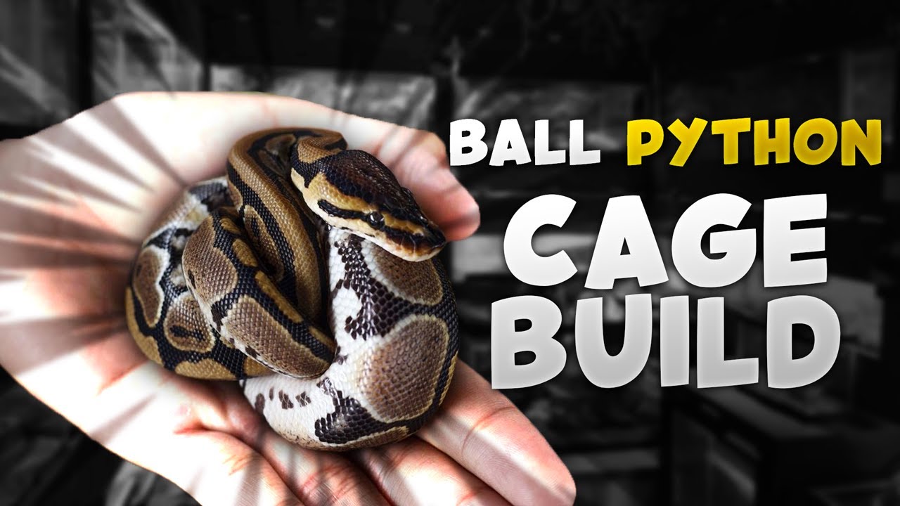 Building a NATURALISTC and BIOACTIVE Ball Python Enclosure!!! - YouTube