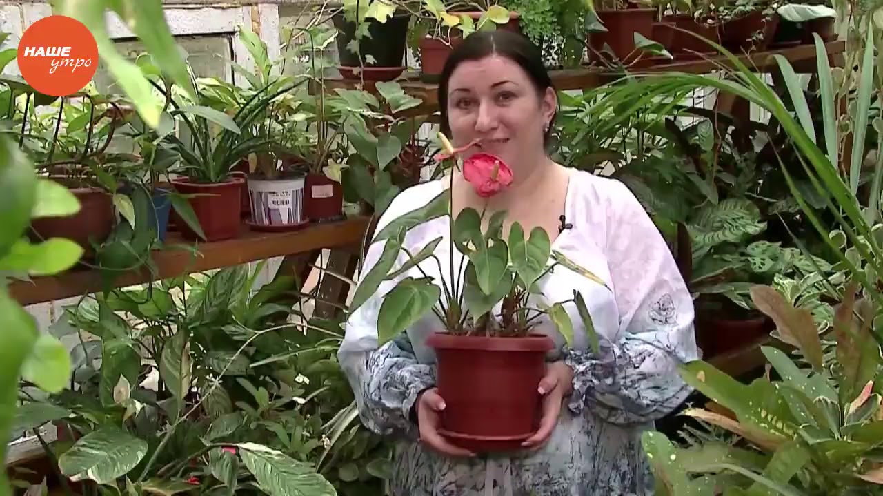 Спатифиллум и антуриум - YouTube