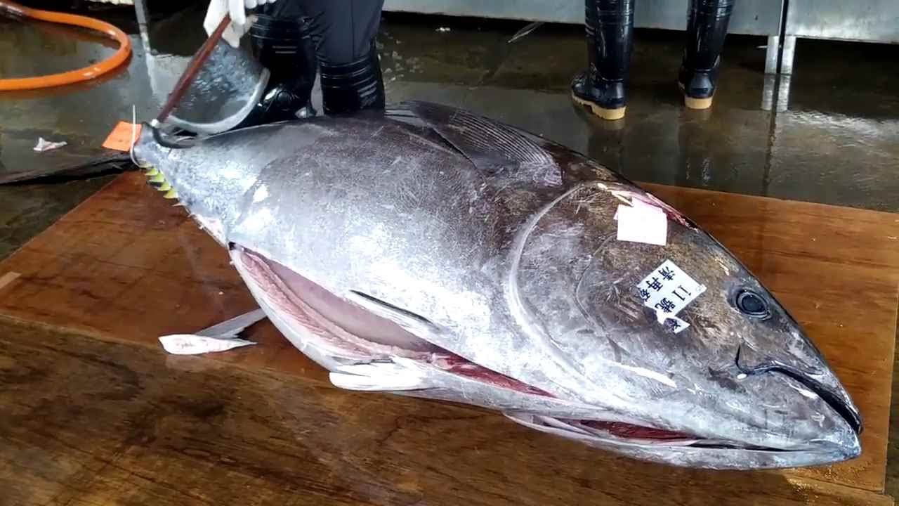 435kg Super-Giant Bluefin Tuna 3 Minutes Cutting and Sashimi - YouTube
