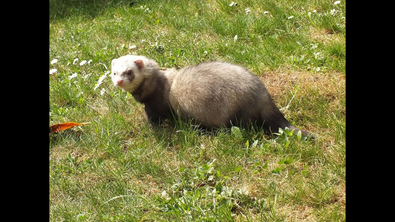 ️CONTROL DE DAÑOS EN LA AGRICULTURA. CAZA CON HURÓN ️ - YouTube