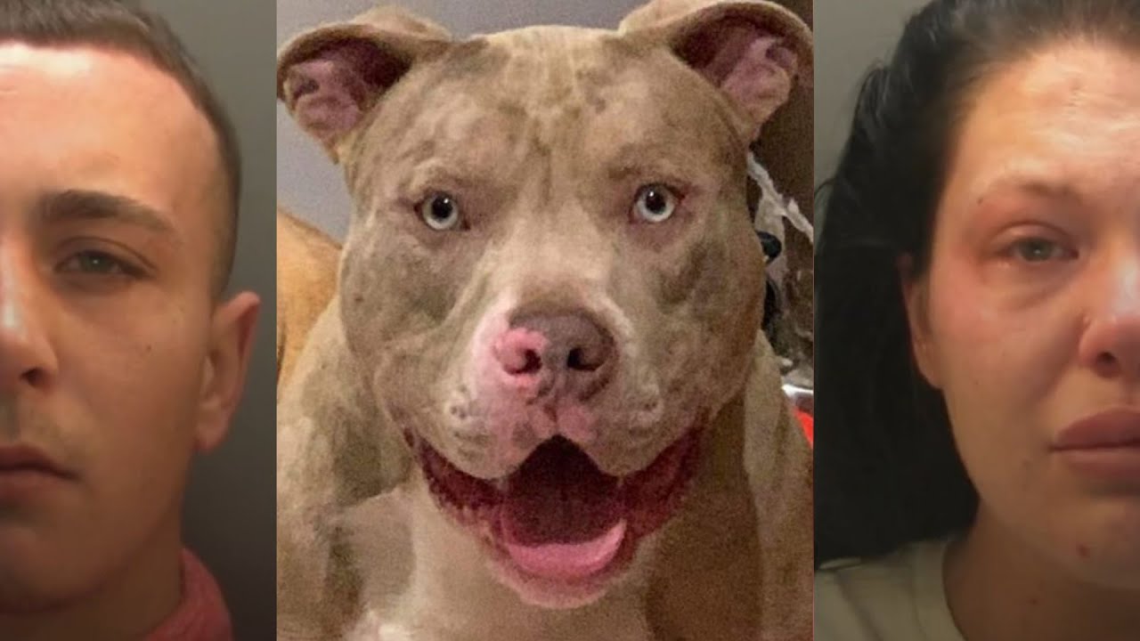 Pit Bull caught on camera attacking passers by before fatally mauling a ...