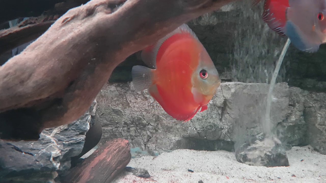 Discus redcover blue rim - YouTube