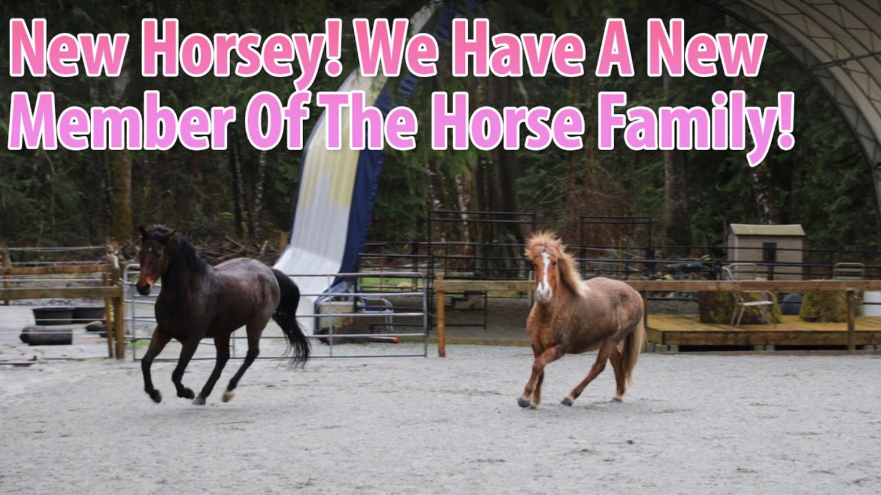 New Icelandic Horsey! A New Member Of The Family Has Arrived And She's ...