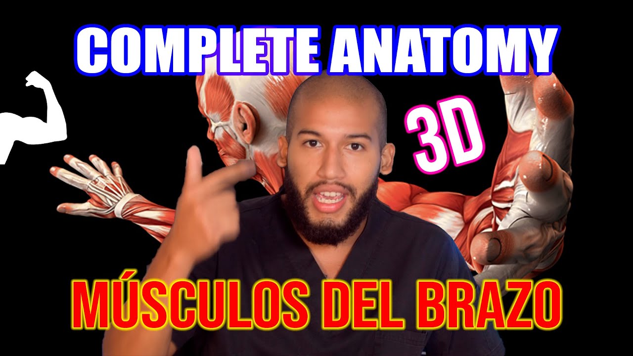 Anatomía - Músculos del BRAZO EN 3D (Origen, Inserción, Acción ...