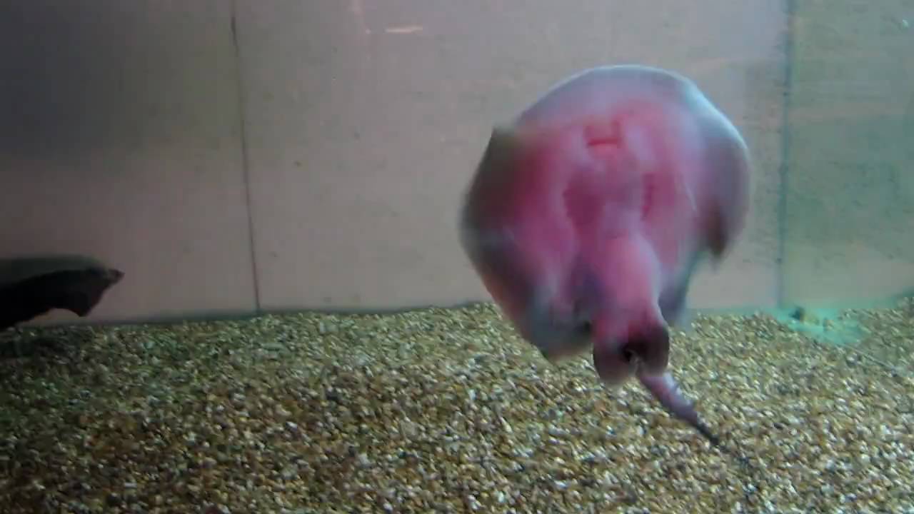 Just born baby stingray - YouTube