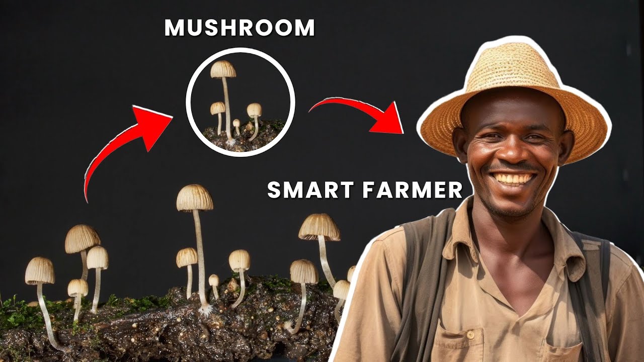 SMART MUSHROOM FARMING IN AFRICA - JKUAT ( A FULL DOCUMENTARY ) - YouTube