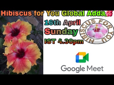 1st Global Adda by Hibiscus for you - YouTube