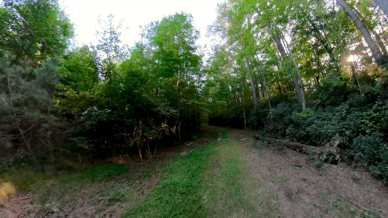 CHANDLER TRACT TRAIL - POCOMOKE STATE FOREST - YouTube