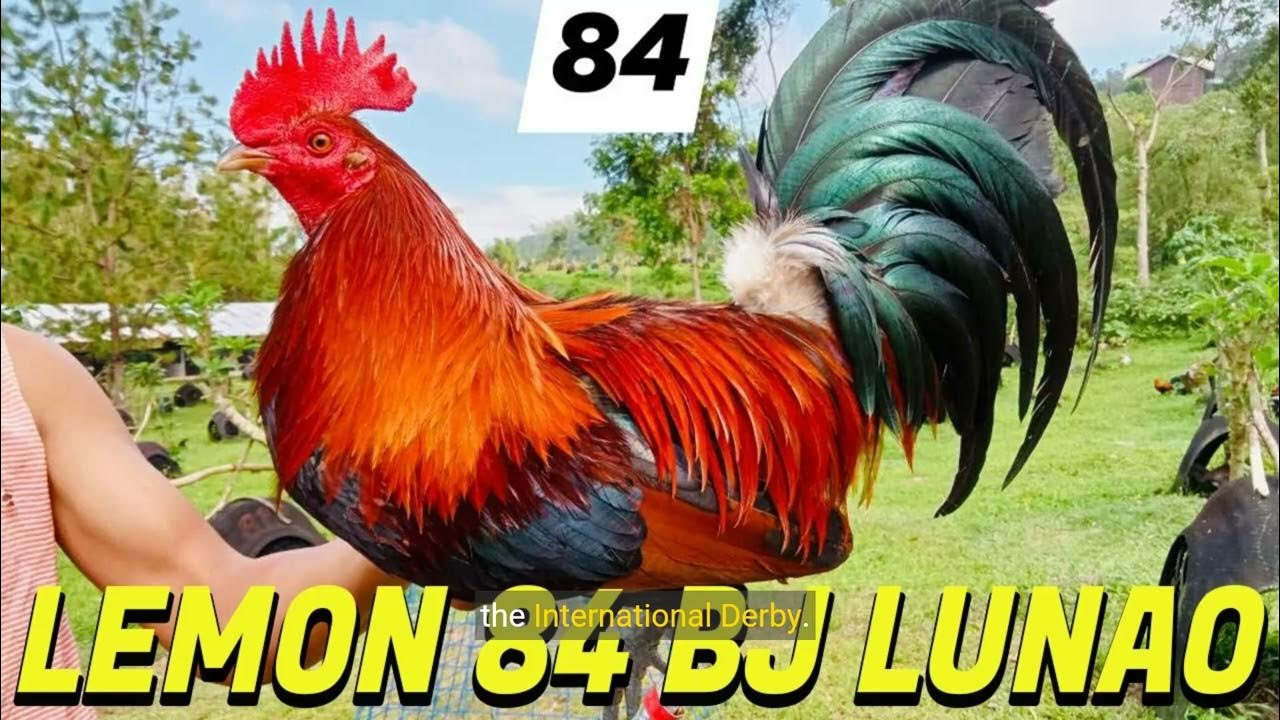 Gamefowl History Legacy of Lemon 84 Gamecocks - YouTube