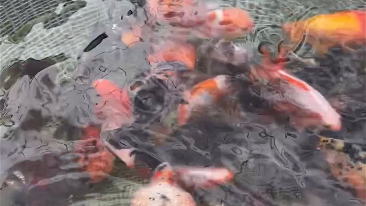 So many varieties of fancy goldfish produced at Zhao’s Fancies - YouTube