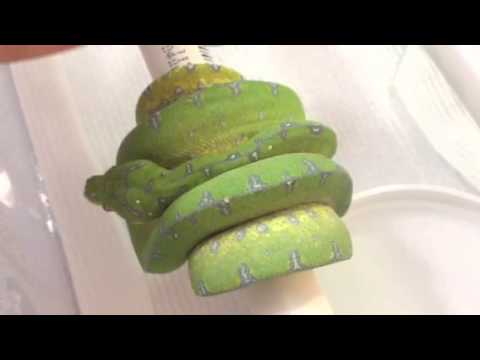 Verdi the Green Tree Python is turing WHAT?!? - YouTube