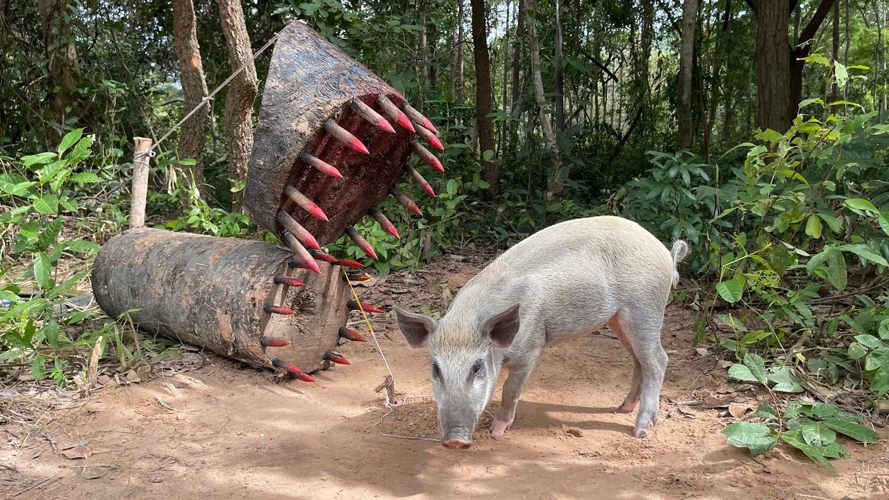 Amazing Quick Powerful Wild Pig Trap Make By Sharp tree top #campping # ...