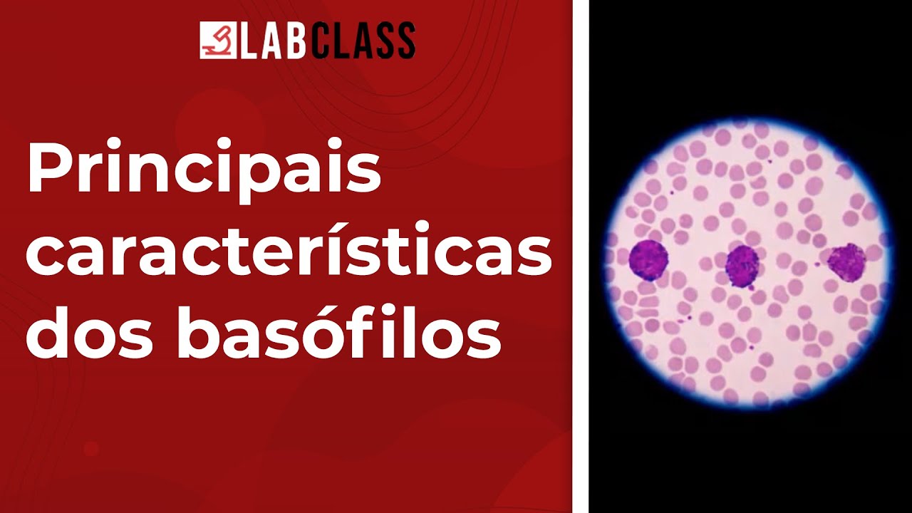 O Que Sao Basofilos - FDPLEARN