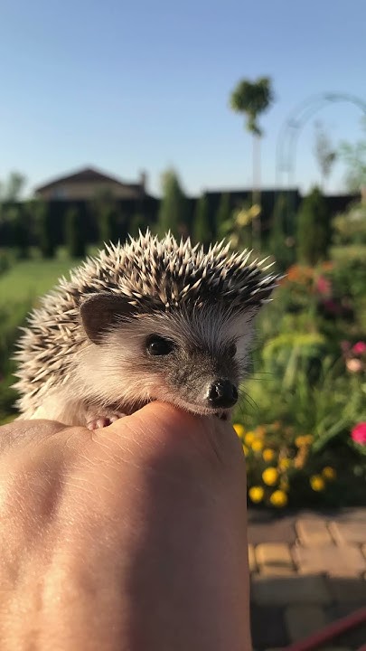 Keeping Hedgehogs as Pets - YouTube