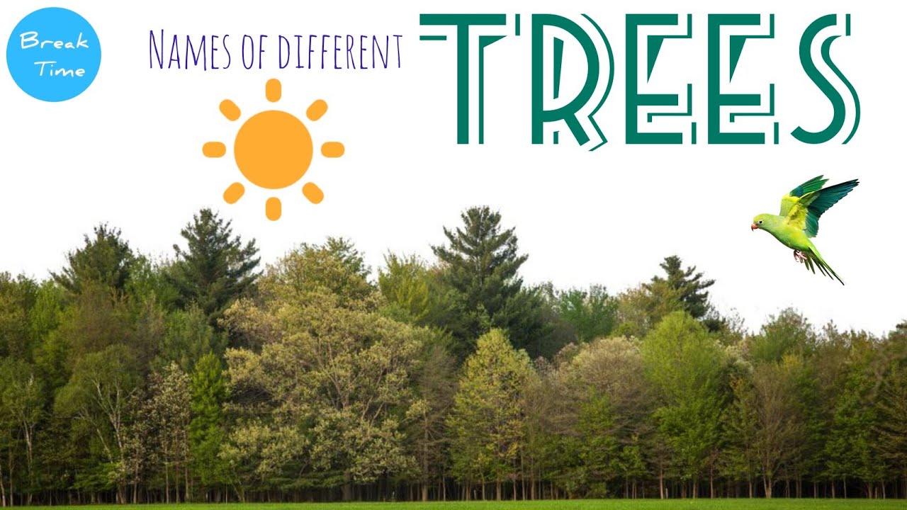 TREES | NAMES OF DIFFERENT TREES | EASY learning for KIDS - YouTube
