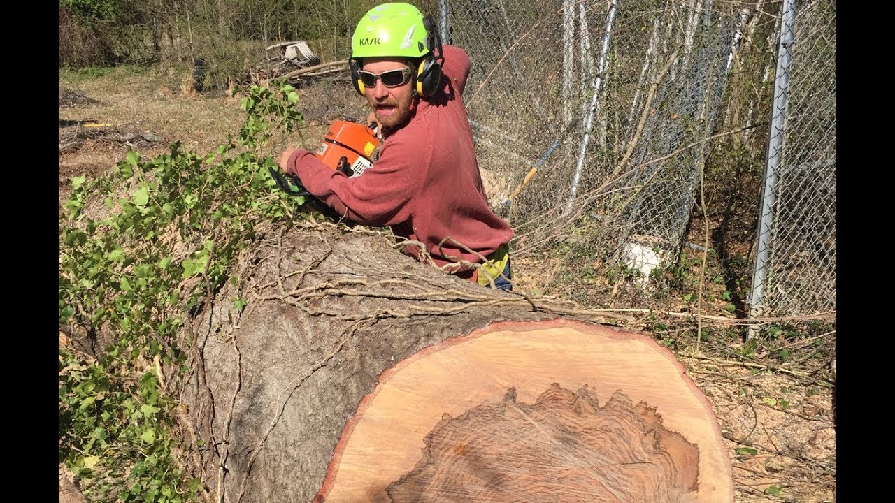 Big Tree Log Dropped On GoPro Ultra Slow Motion - YouTube