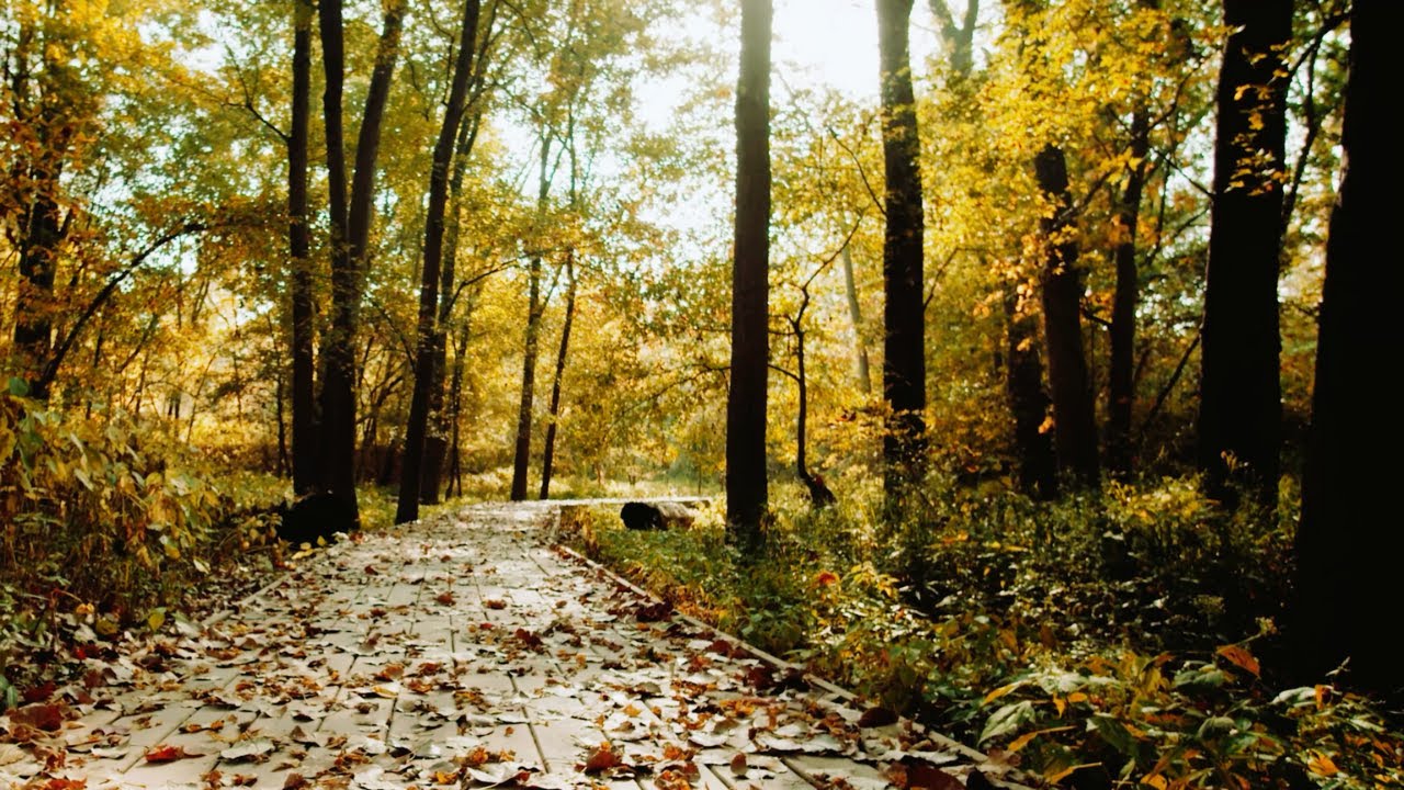 Wonderful and Relaxing Gentle Wind in the Trees: Relaxing Nature ...