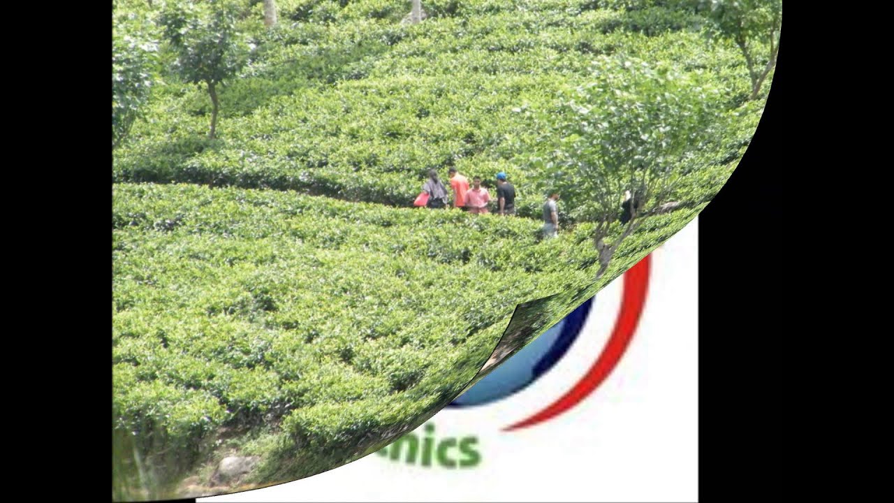 WHY BUY TEA FROM MATALE TEA GARDEN SRI LANKA - YouTube