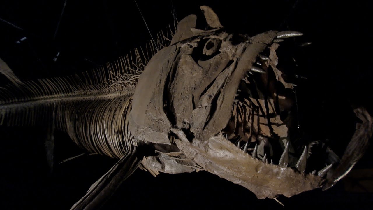 Prehistoric Piranha Fossil
