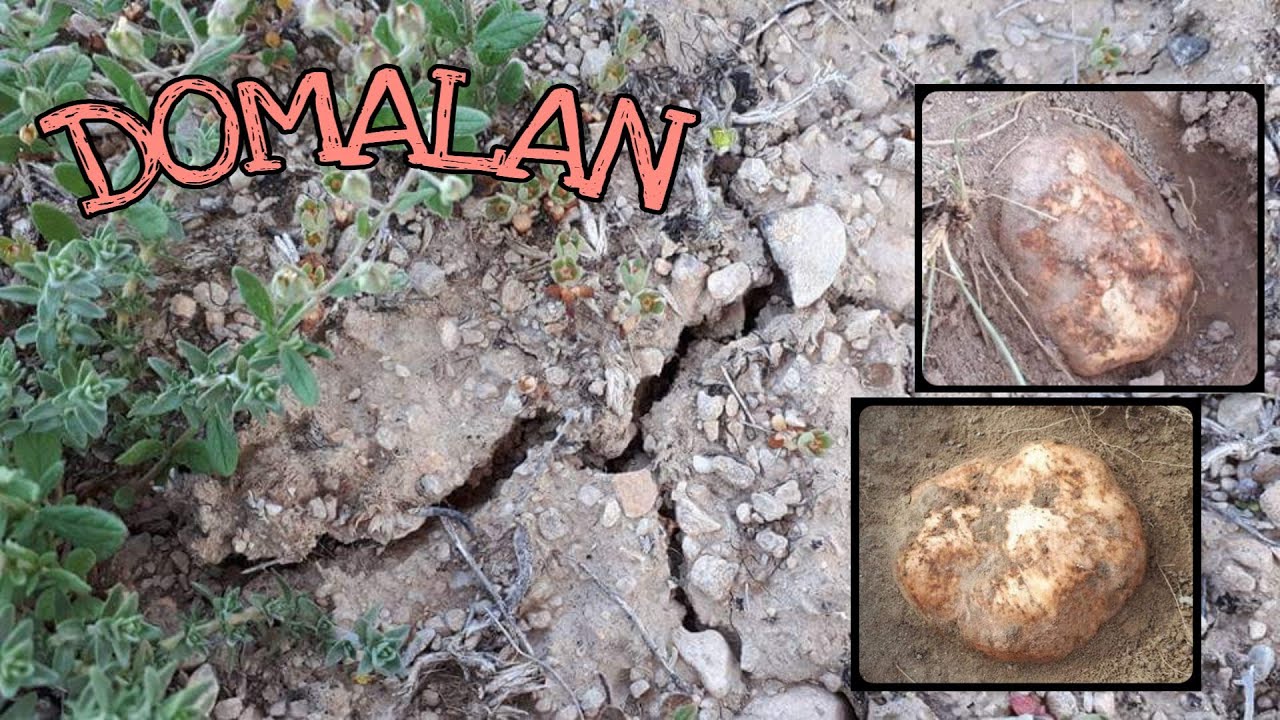 DOMALAN'I (TRUFFLES) en iyi 🥔 Gelengi 🥔Bulur Konya Ereğli Beyören köyü ...