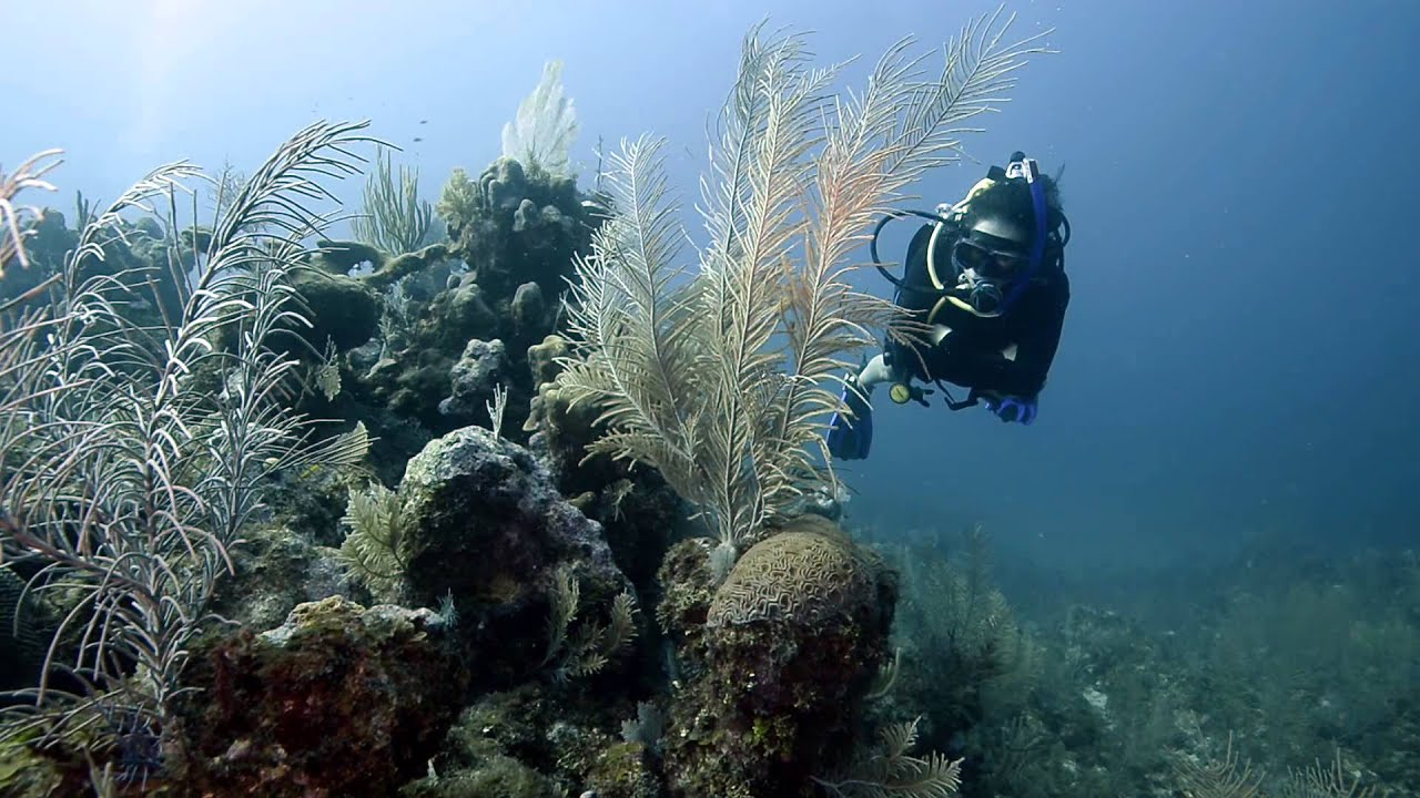 GUANAJA-GREEN ISLAND-DIVE - YouTube
