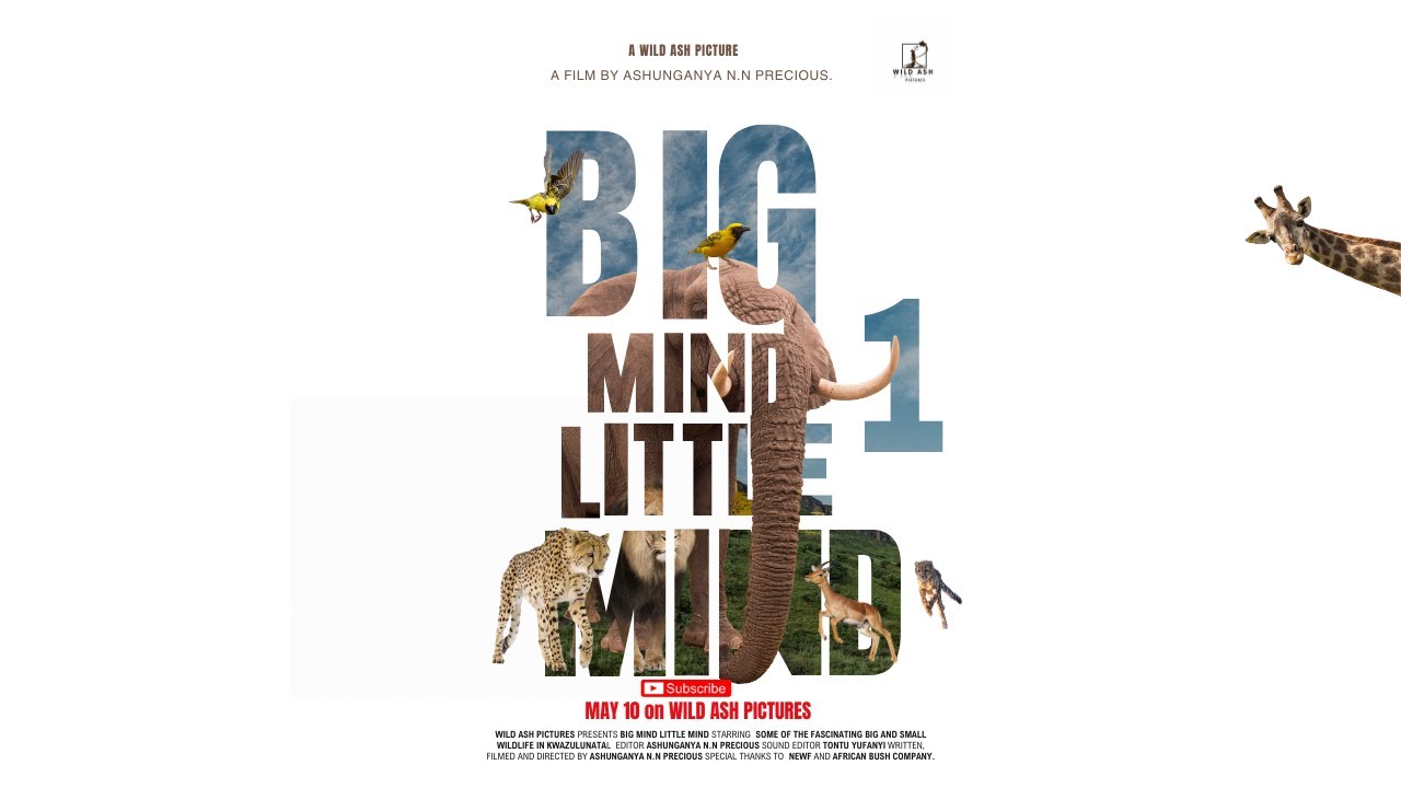 Big Mind Little Mind | Official wildlife Short Film - YouTube