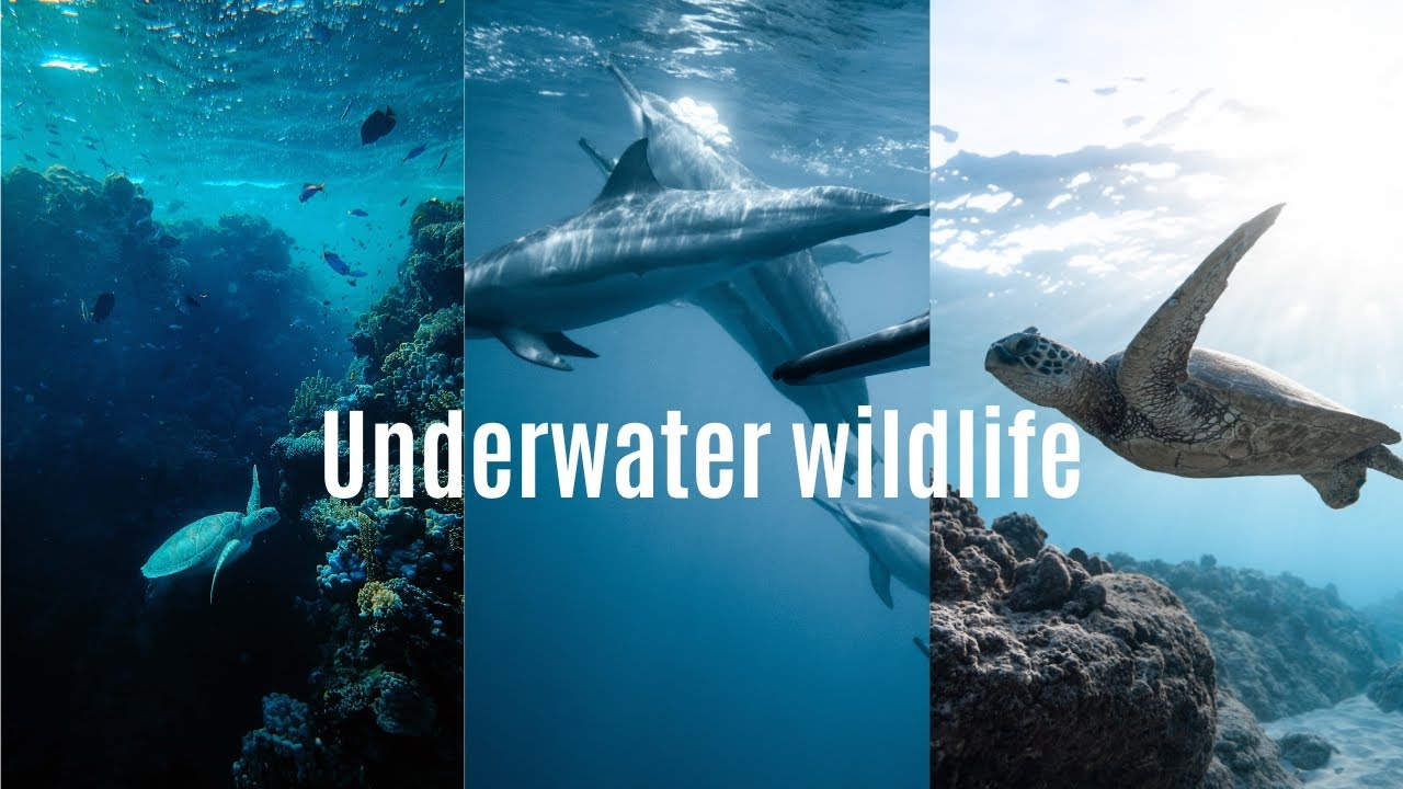 4k underwater wildlife 🐟🐠🌊view with calming background music and moving ...
