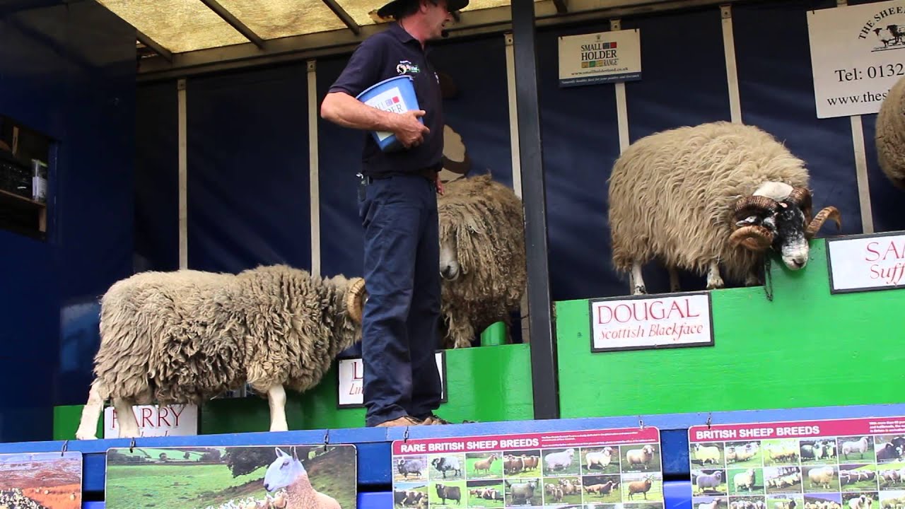The Sheep Show - Dancing Sheep - YouTube