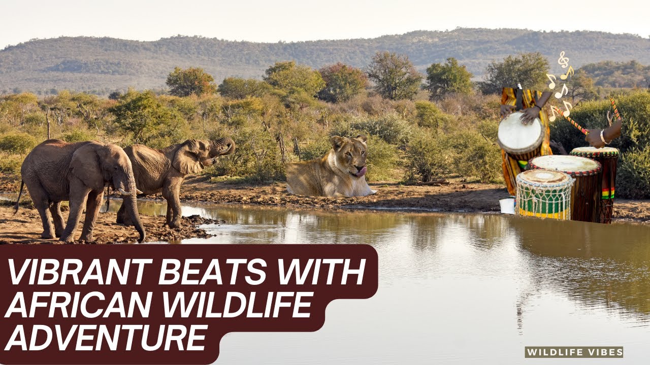💚 Africa wildlife animals with drums music - YouTube