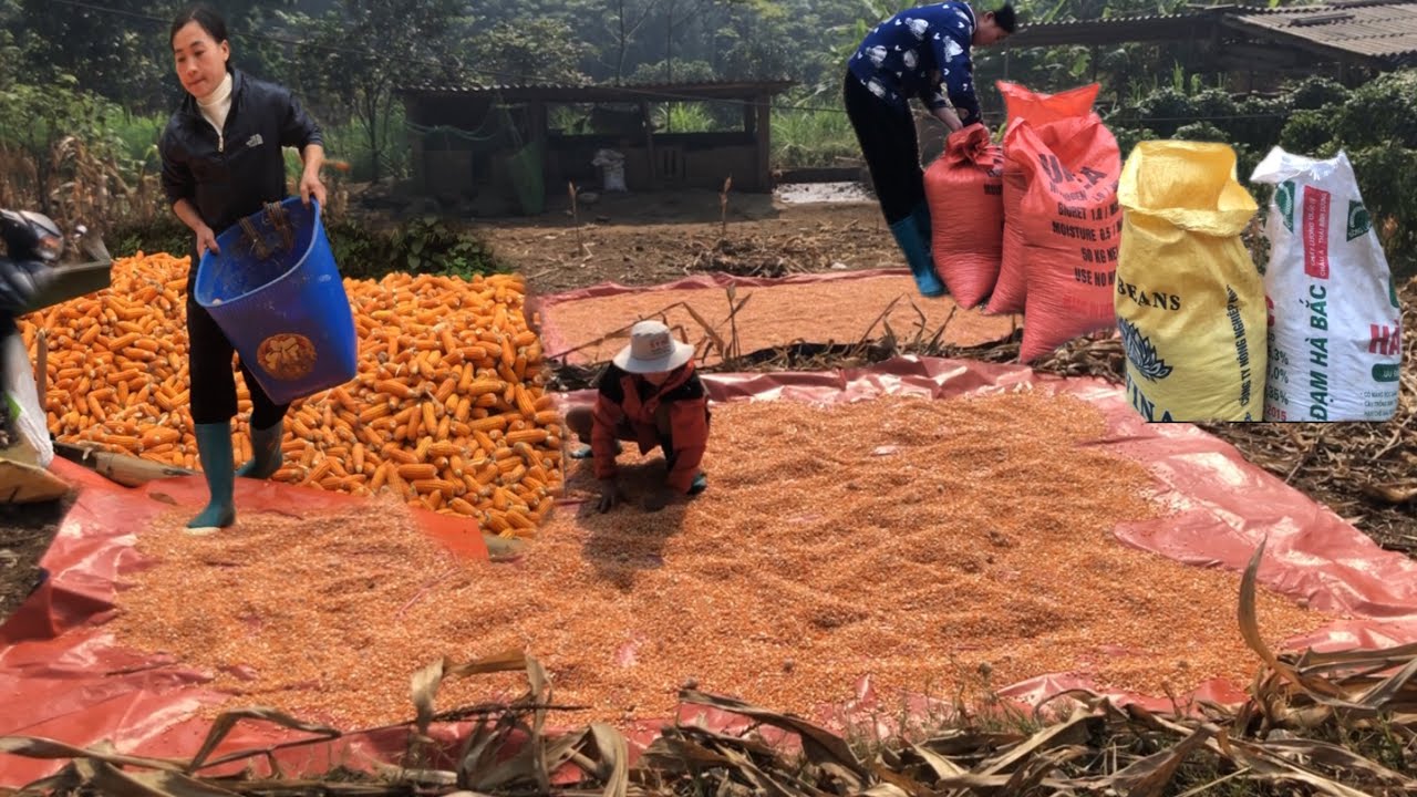 Harvesting, Shelling, and Drying Corn for Long-Term Storage at Dang Mui ...