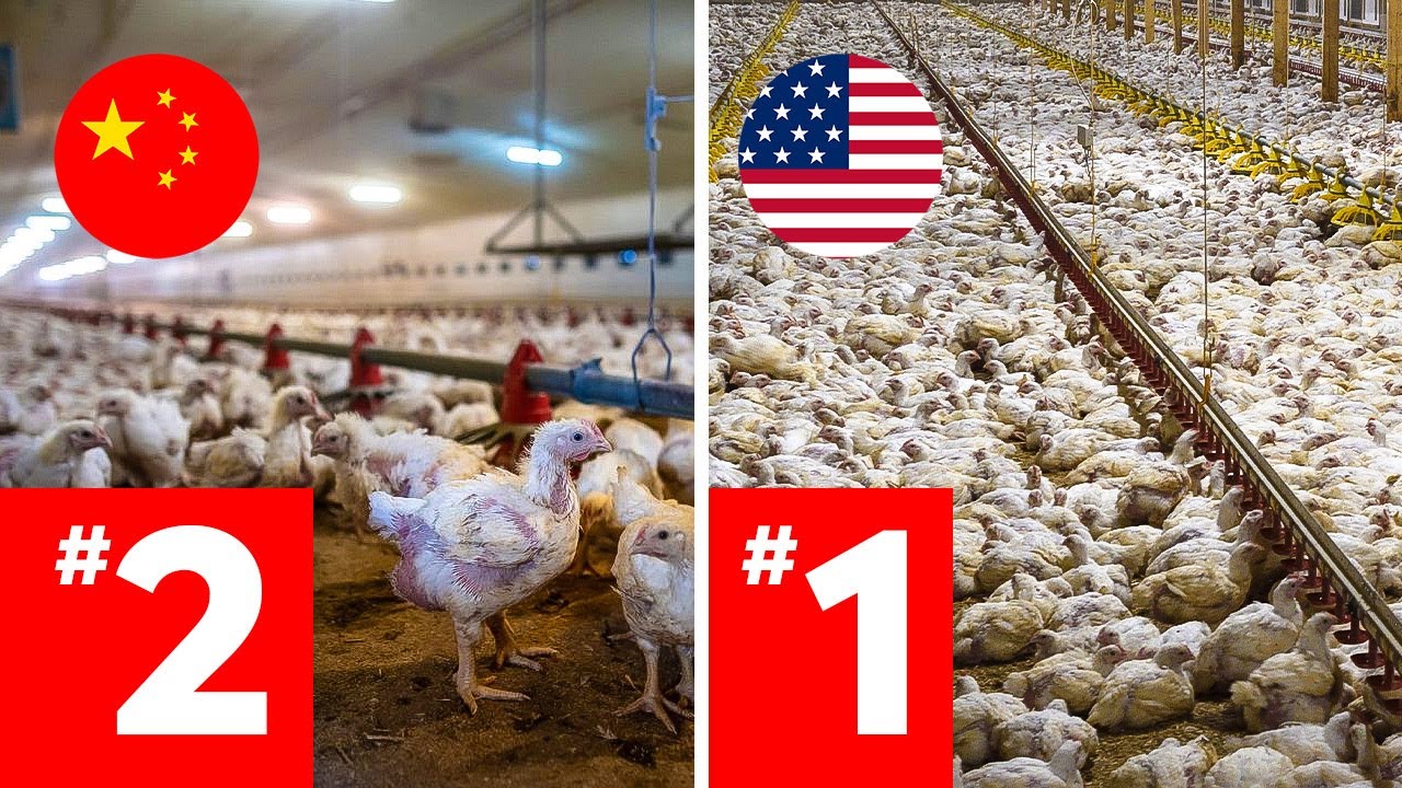 Largest Farms With Live Stock Around The World REVEALED! - YouTube