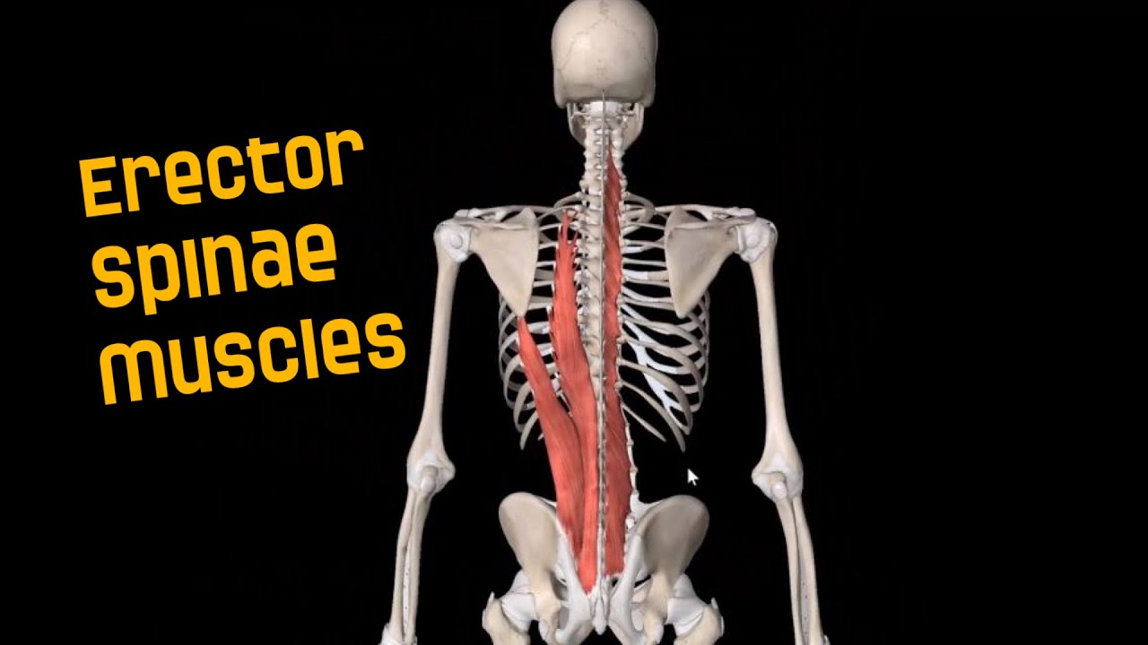 Erector Spinae Muscles - YouTube
