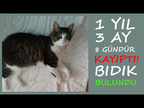 KAYIP KEDİ BIDIK NASIL BULUNDU ? YAŞANANLAR BİRİNCİ AĞIZDAN