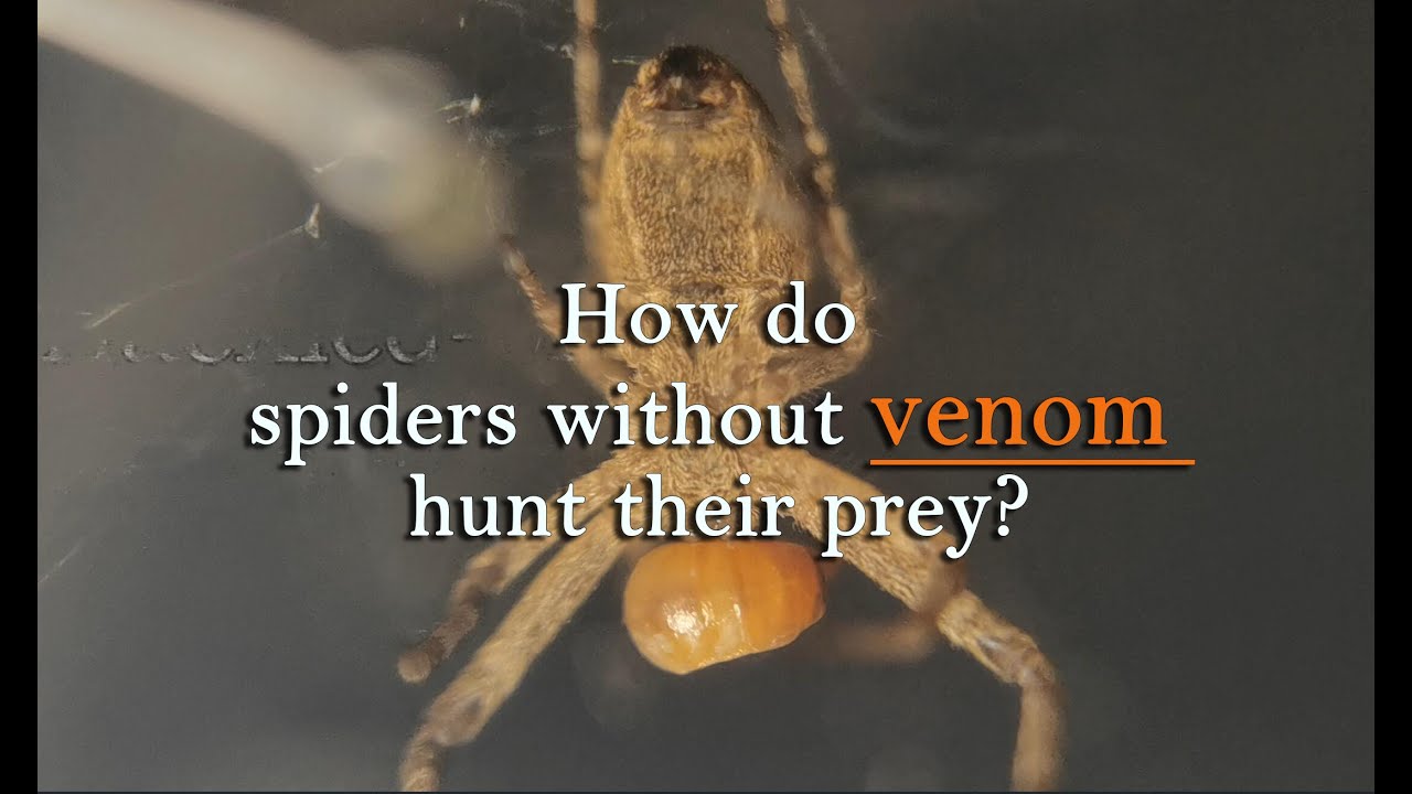 How do spiders without venom hunt their prey? Hackled Orb-weaver's ...