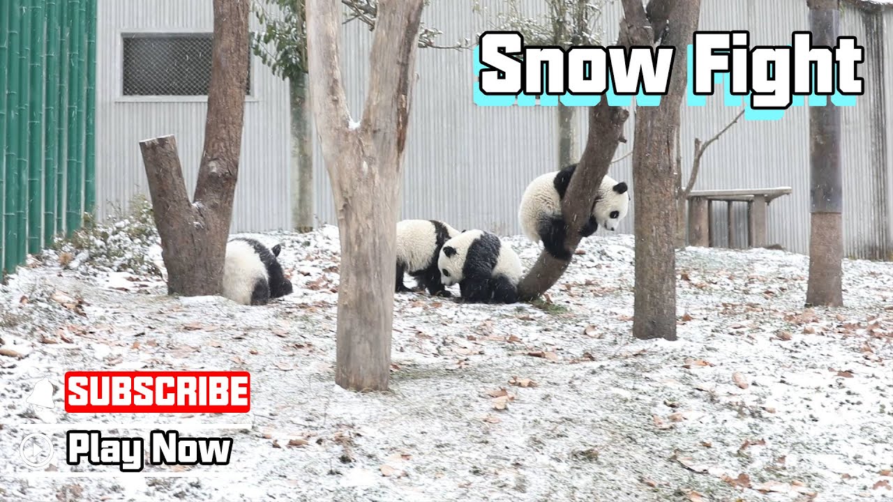 Panda Babies Become Snowballs During Snow Fight | iPanda - YouTube