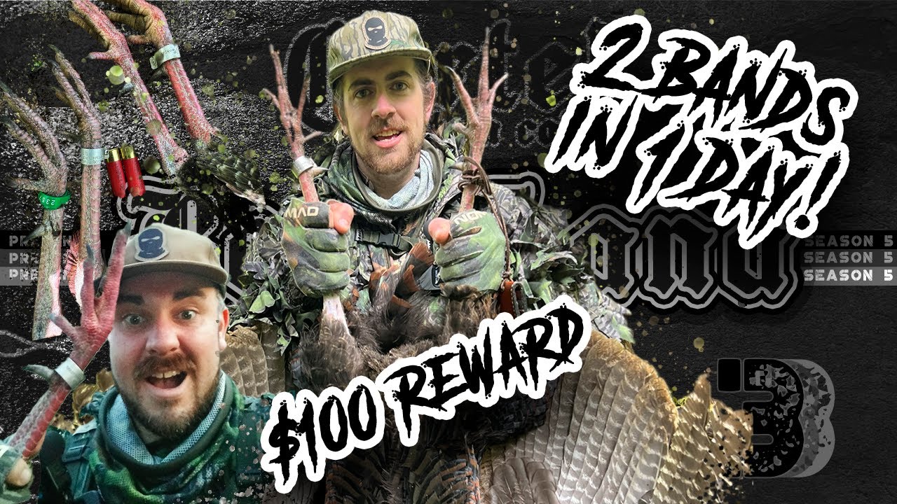 BAND HUNTING FOR WILD TURKEYS - 2 banded turkeys in the SAME DAY ...