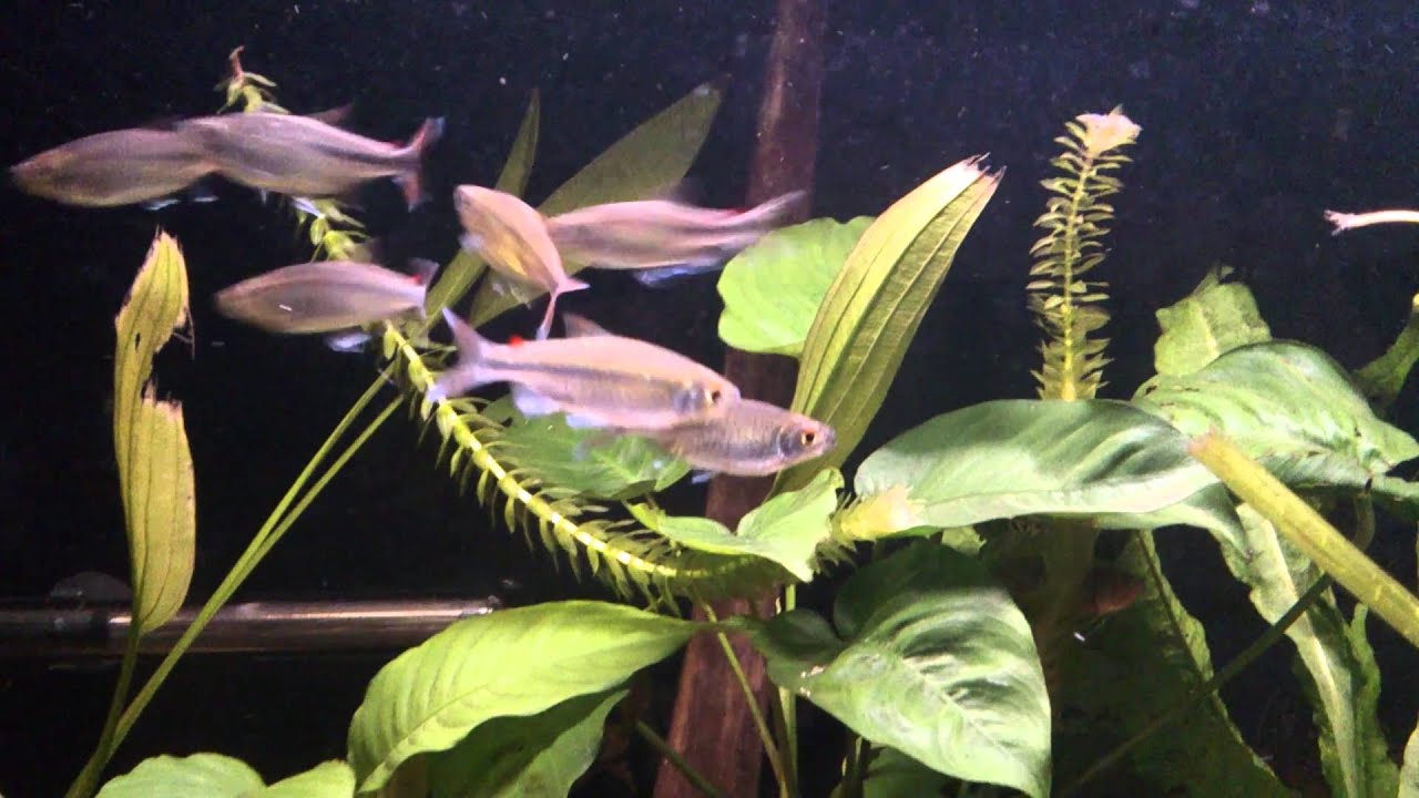 Micralestes occidentalis - YouTube