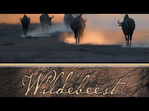 Wildebeest Young In The Wild - YouTube