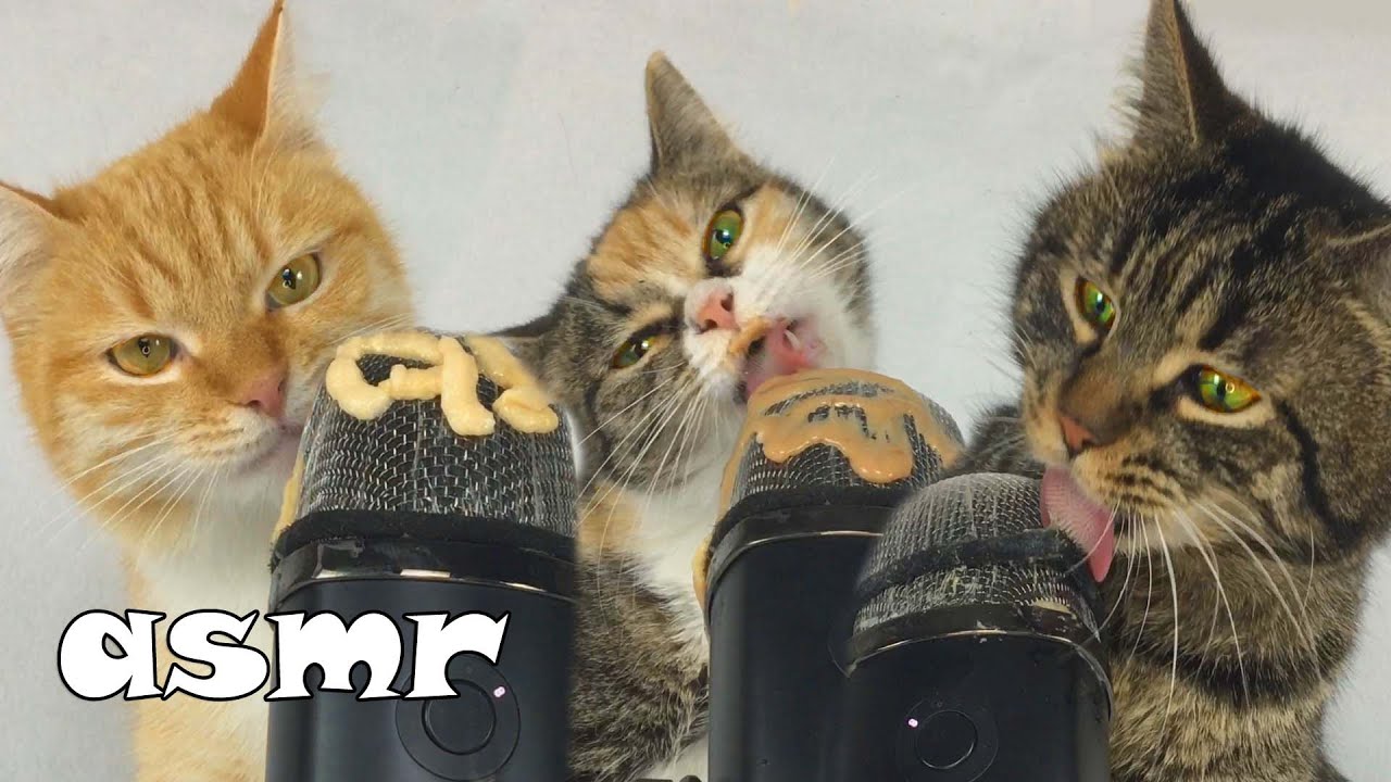 4 cats doing ASMR with wet food and mic - YouTube